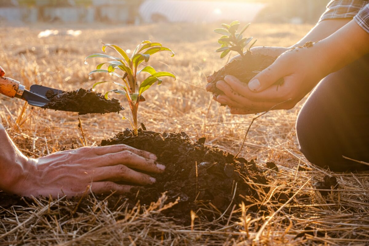 Grundlagen: Living Soil - lebendige Erde - Living Soil & Growshop
